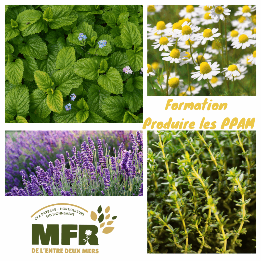 Produire les PPAM – MFR de l'Entre-Deux-Mers